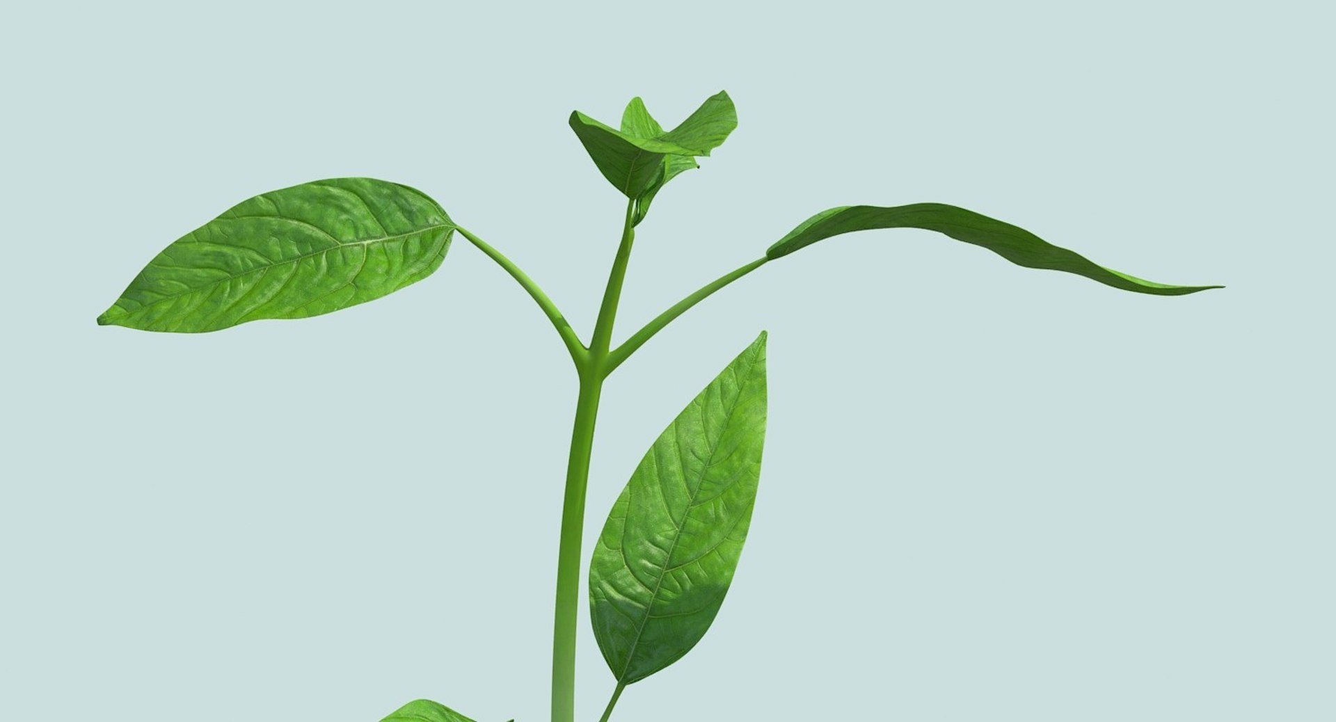 3d Model Plant Sprout