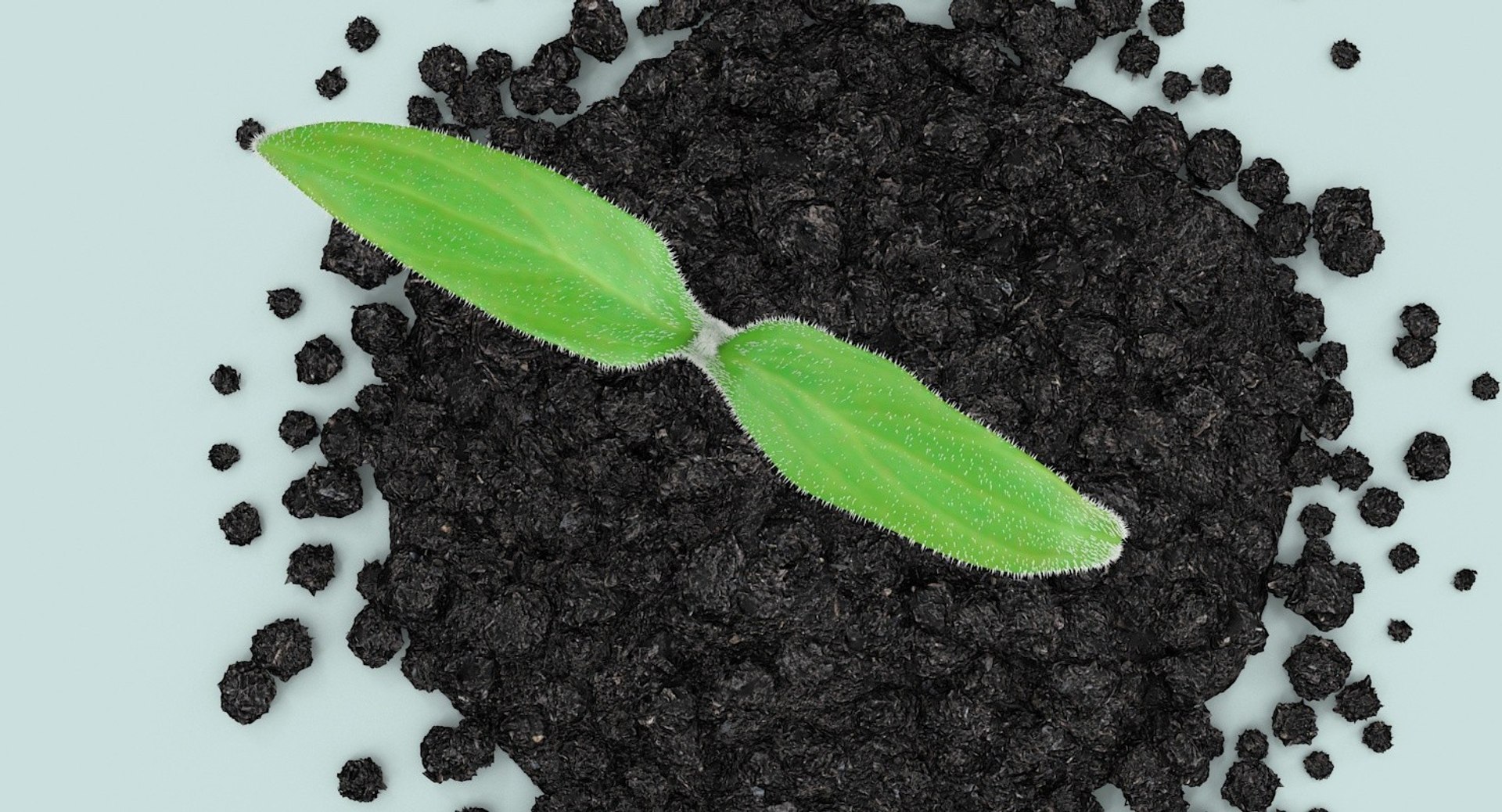 3d model plant sprout