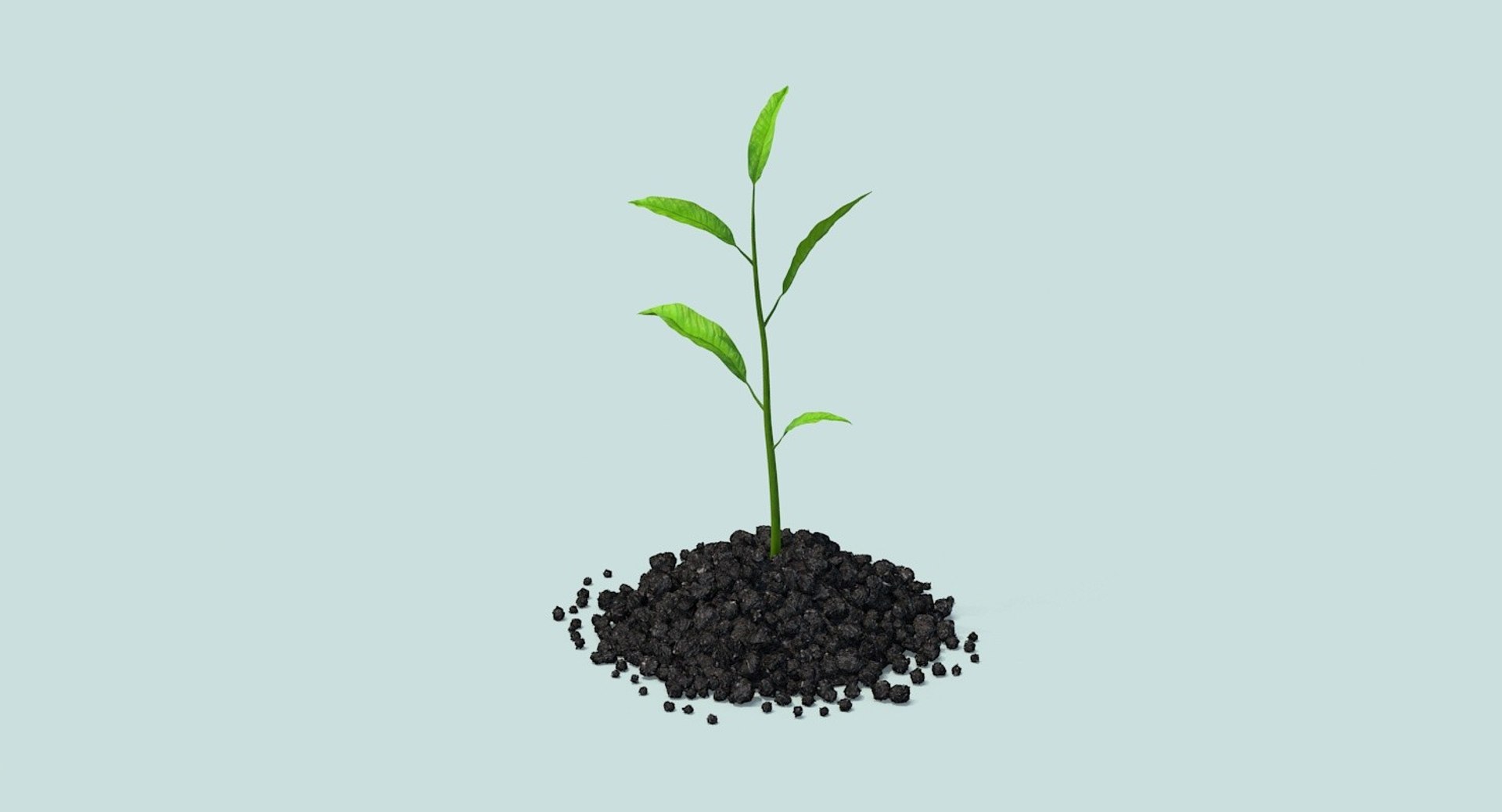 3d Model Plant Sprout