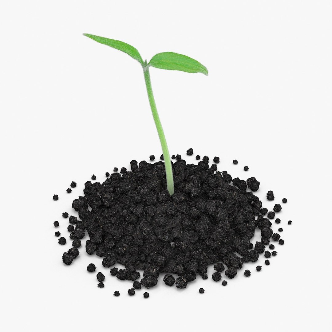 3d model plant sprout