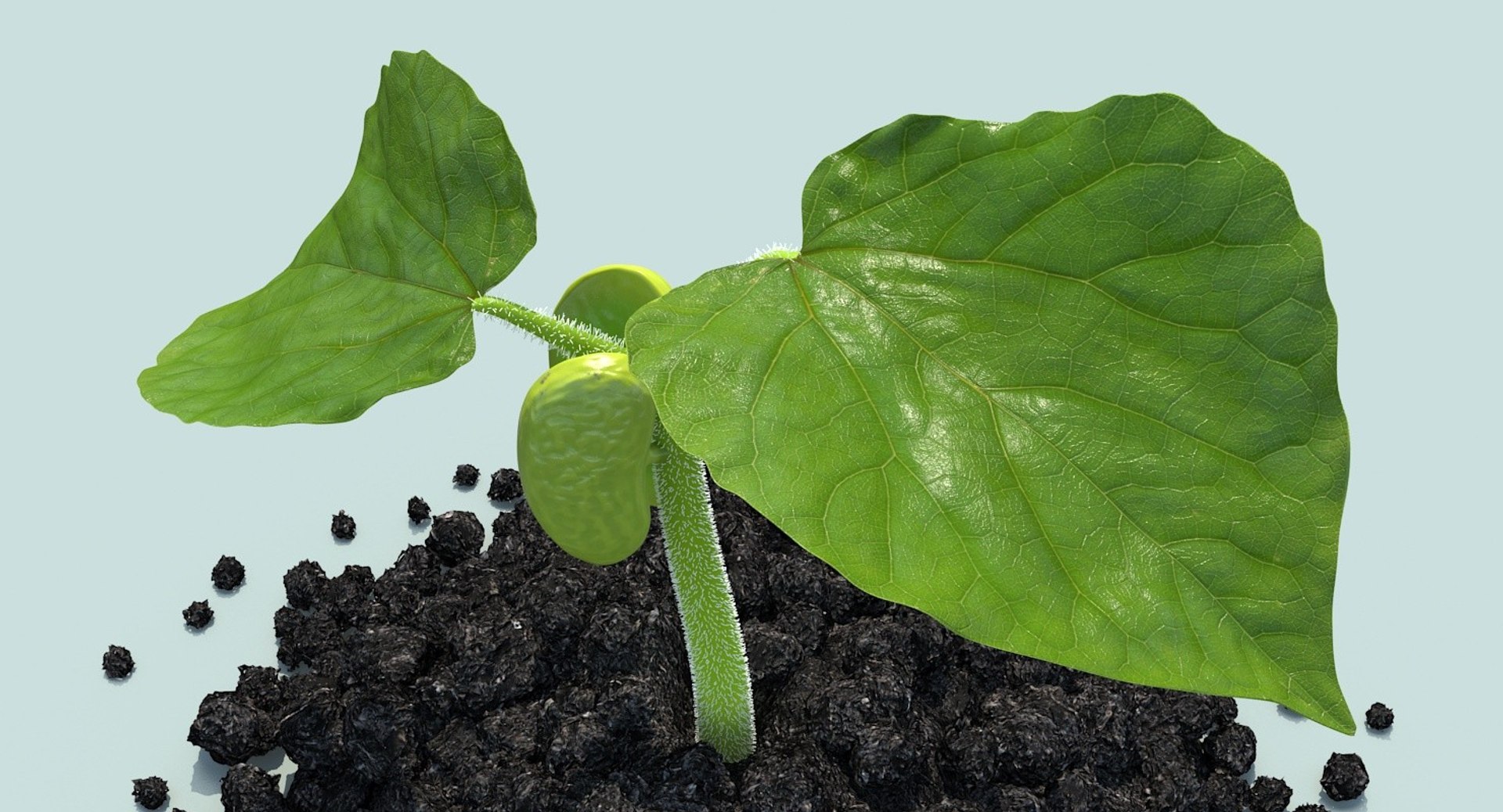 3d model plant sprout