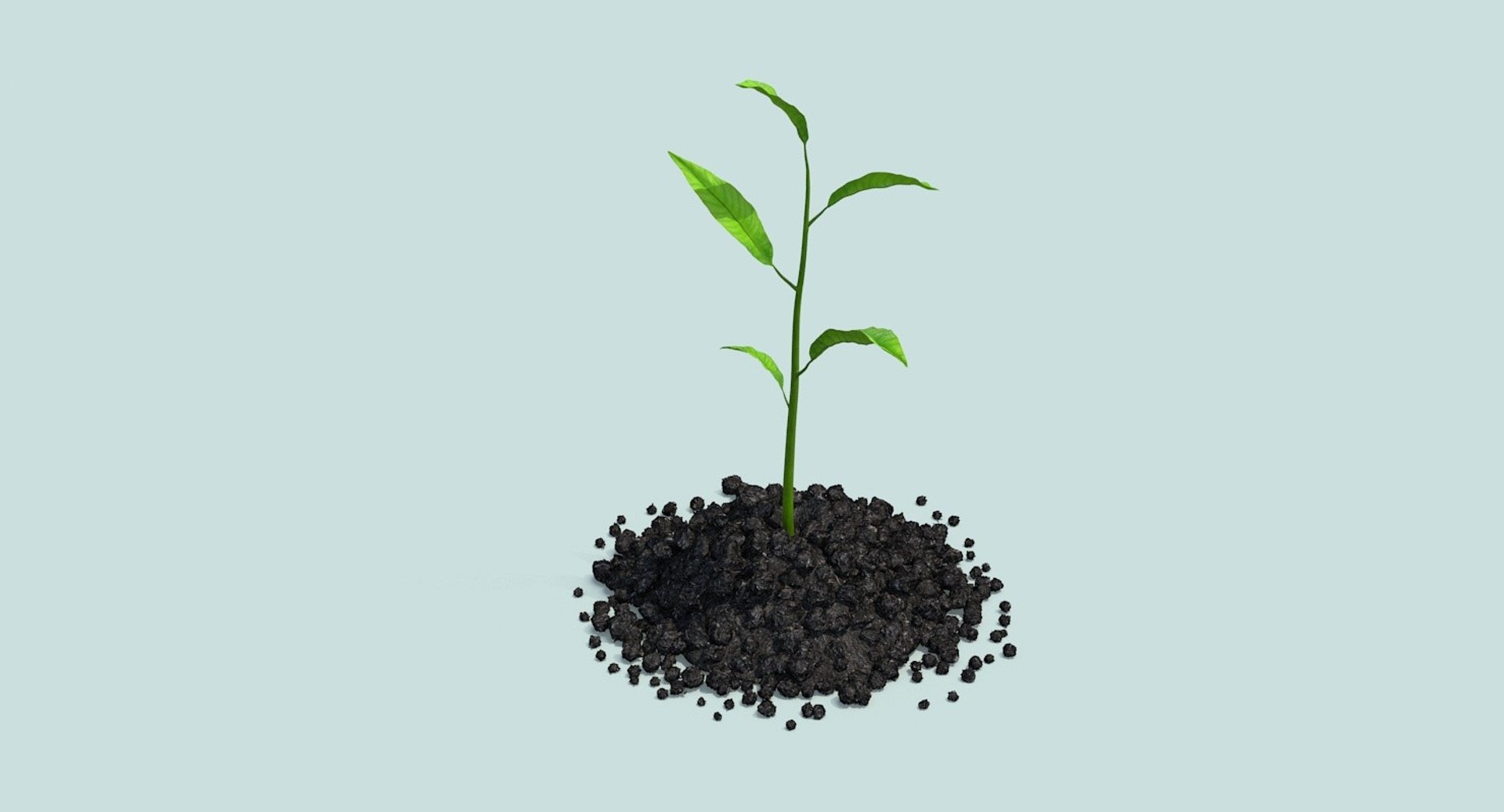 3d Model Plant Sprout