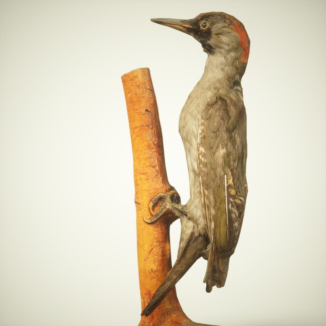 3D Animal Digital Photogrammetry - TurboSquid 1162962