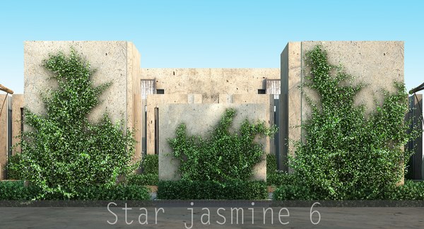 3D Jasmine Models | TurboSquid