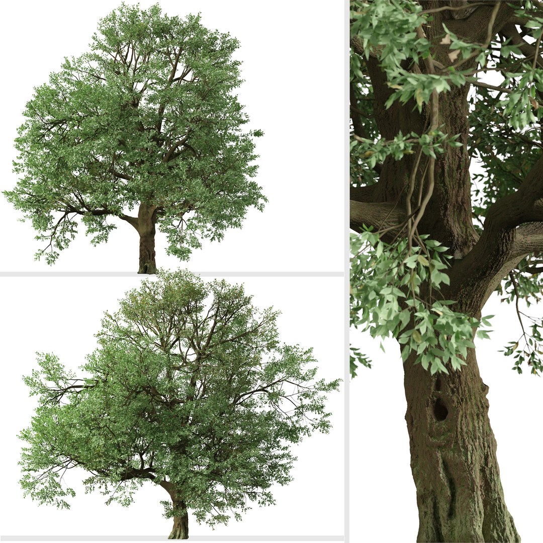 3D Set Of Phellodendron Amurense Or Amur Cork Tree Model - TurboSquid ...
