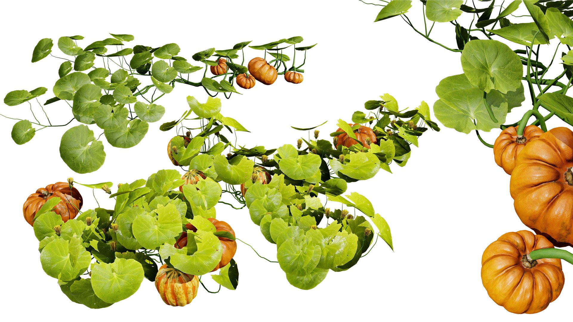 3D Realistic Pumpkin Vine Asset - TurboSquid 2339546