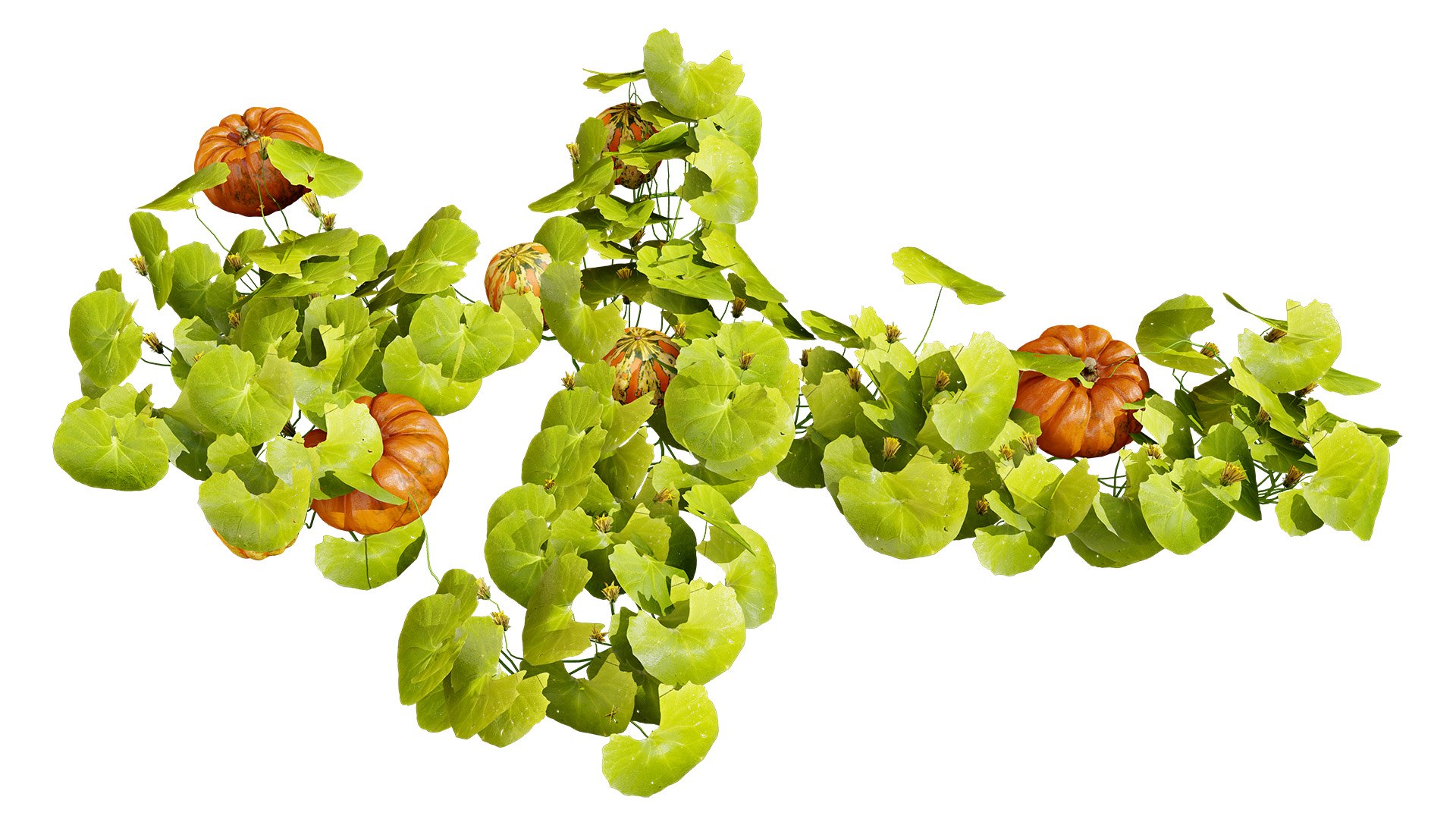 3D Realistic Pumpkin Vine Asset - TurboSquid 2339546