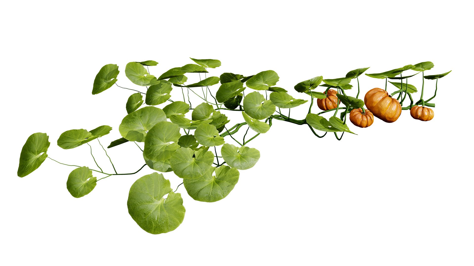 3D Realistic Pumpkin Vine Asset - TurboSquid 2339546