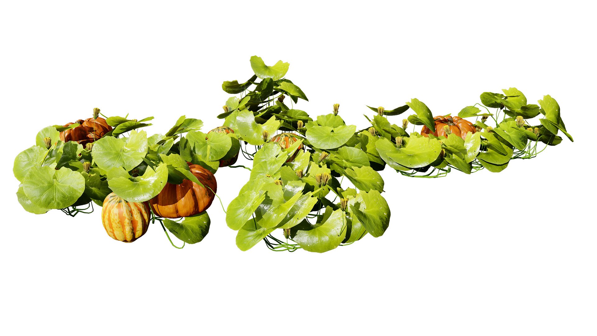 3D Realistic Pumpkin Vine Asset - TurboSquid 2339546