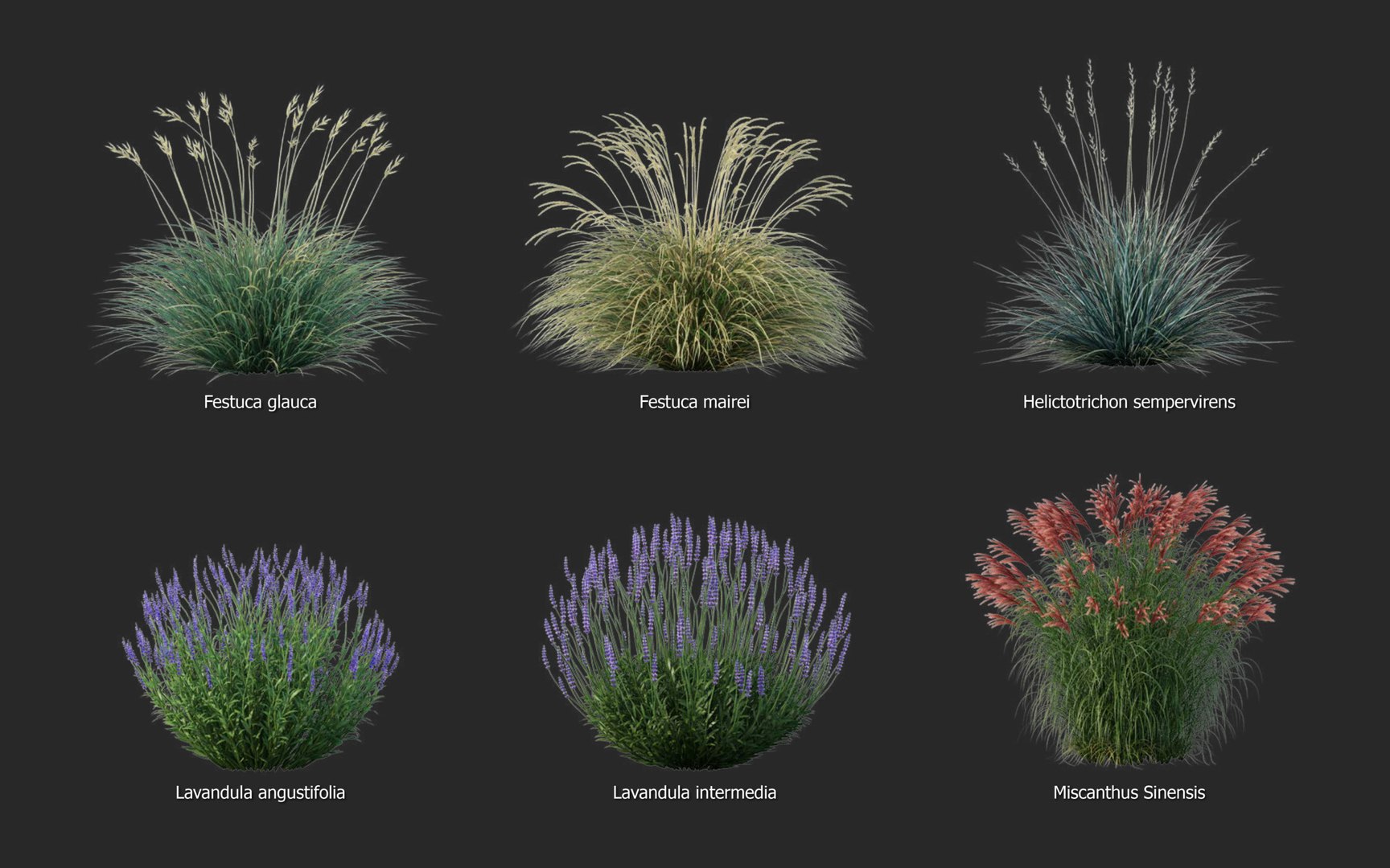 XfrogPlants HDPlants 3 Model - TurboSquid 1724765