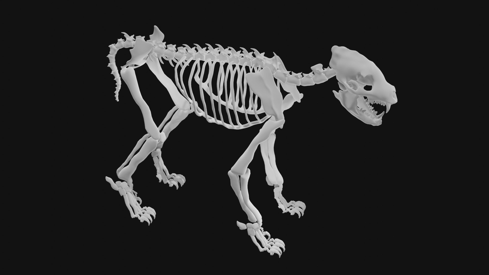 Hyena Skeleton Model - TurboSquid 1991000