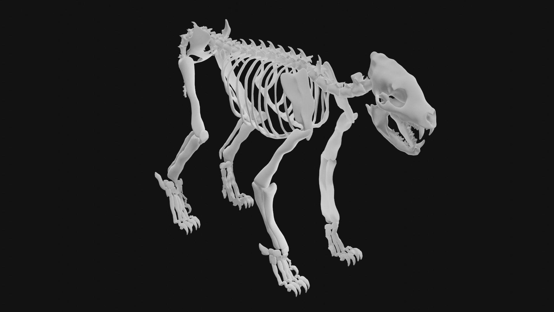 Hyena Skeleton Model - TurboSquid 1991000