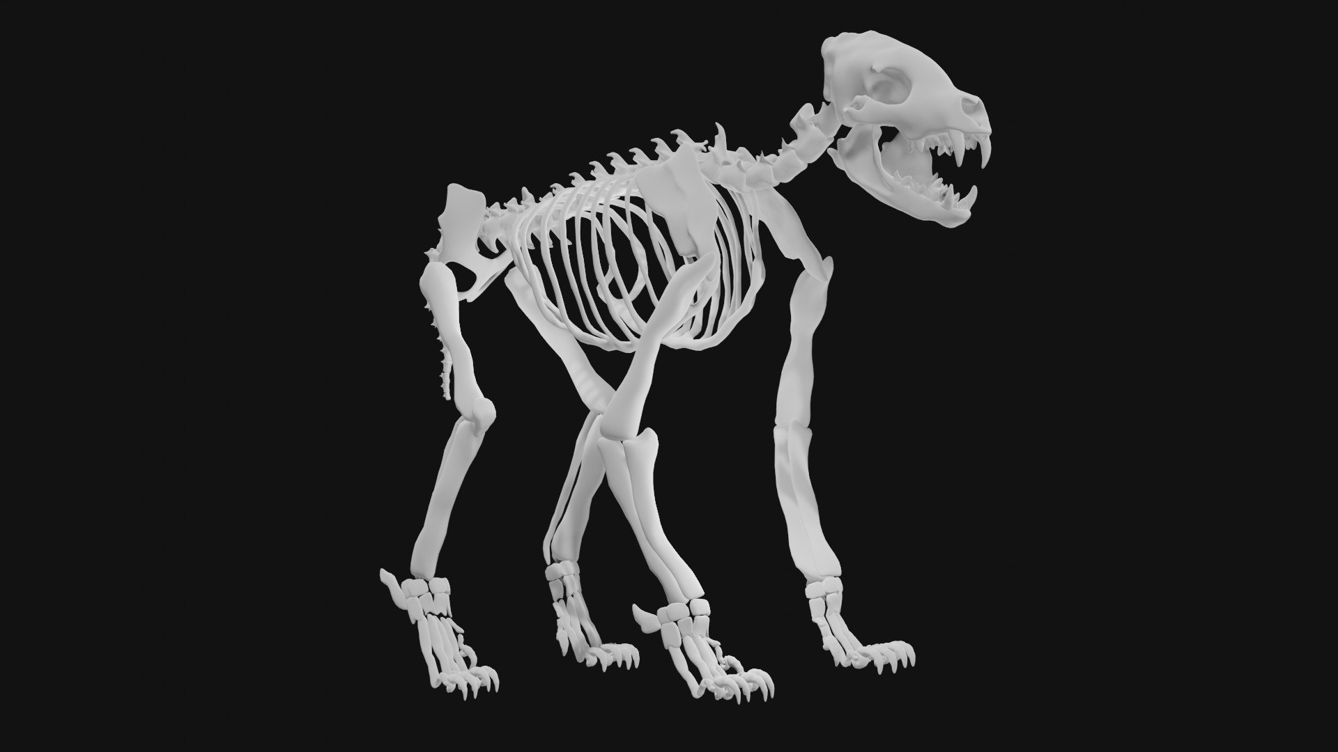 Hyena Skeleton Model - TurboSquid 1991000