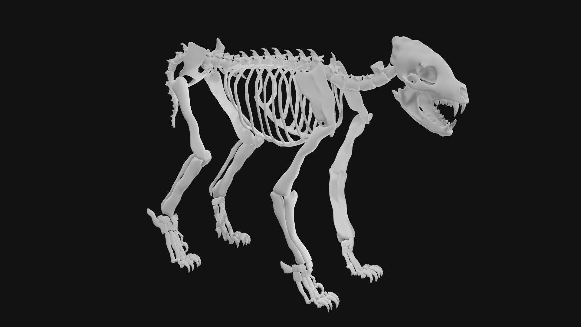 Hyena Skeleton Model - TurboSquid 1991000