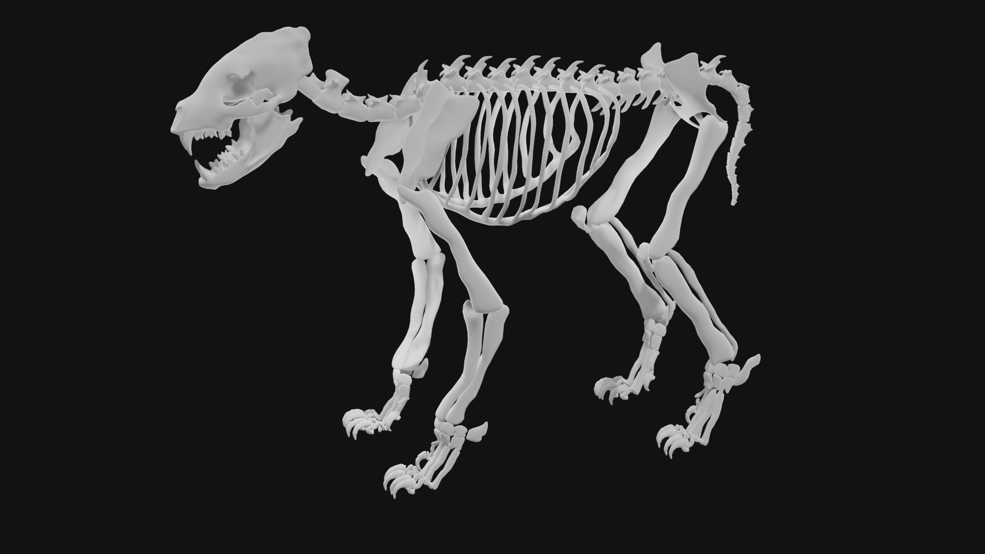 Hyena Skeleton Model - TurboSquid 1991000