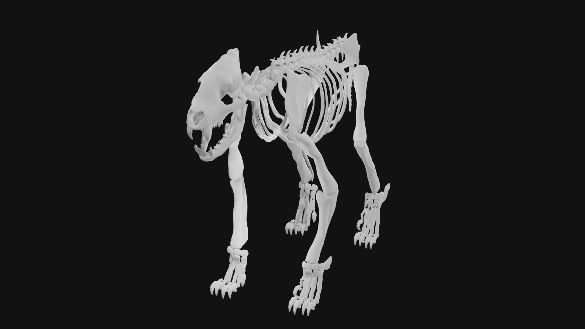Hyena Skeleton Model - TurboSquid 1991000