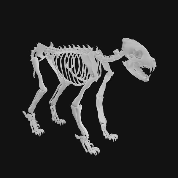 Hyänen-Skelett 3D-Modell - TurboSquid 1991000