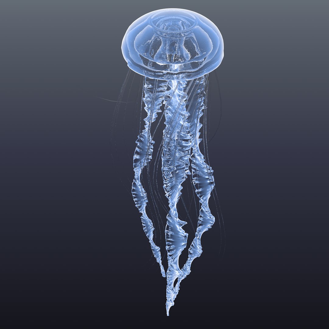 Realistic Jellyfish 3D Model - TurboSquid 1453390