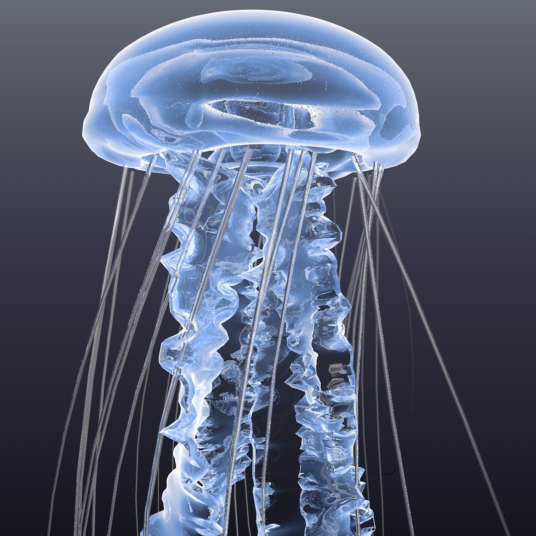 Realistic Jellyfish 3D Model - TurboSquid 1453390