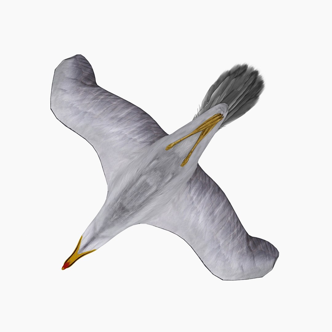 3d model flying gull 1 rigged