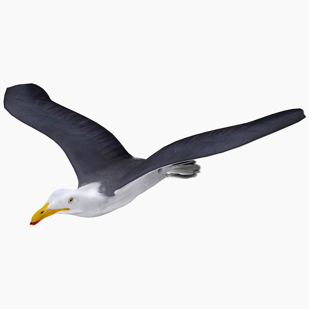 3d model flying gull 1 rigged