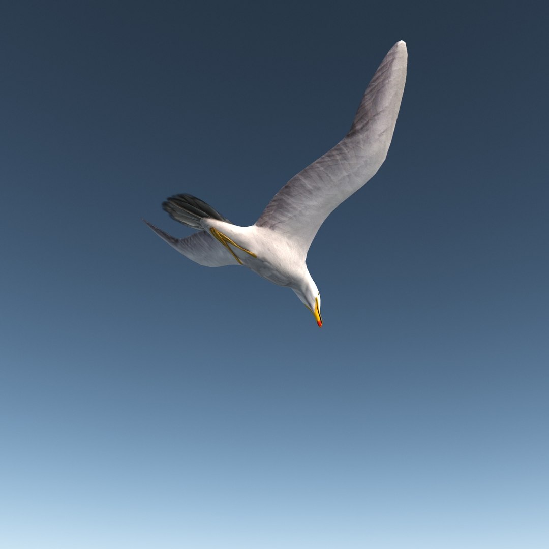 3d model flying gull 1 rigged