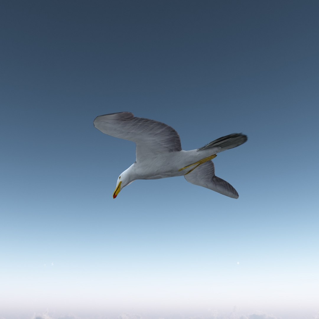 3d model flying gull 1 rigged