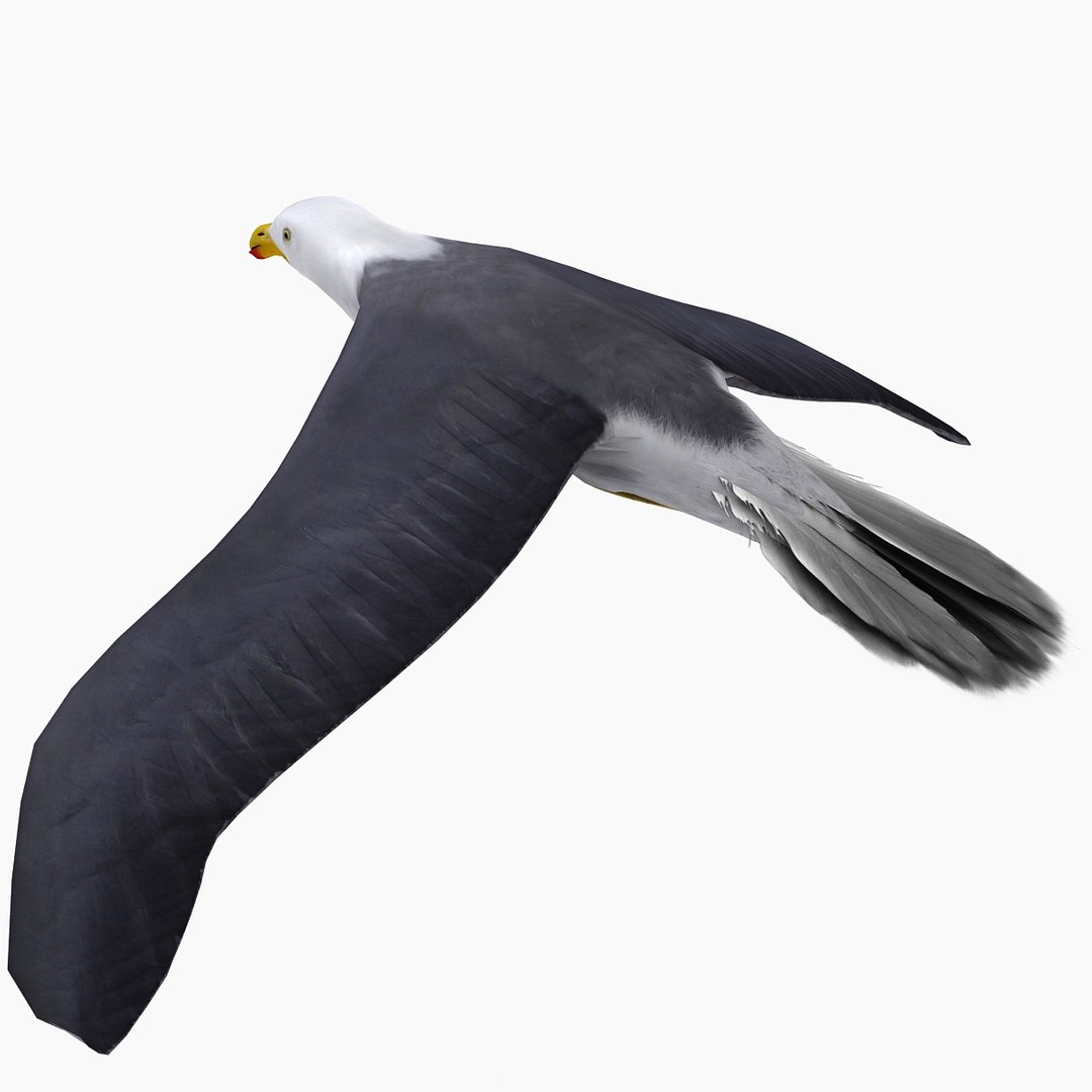 3d model flying gull 1 rigged