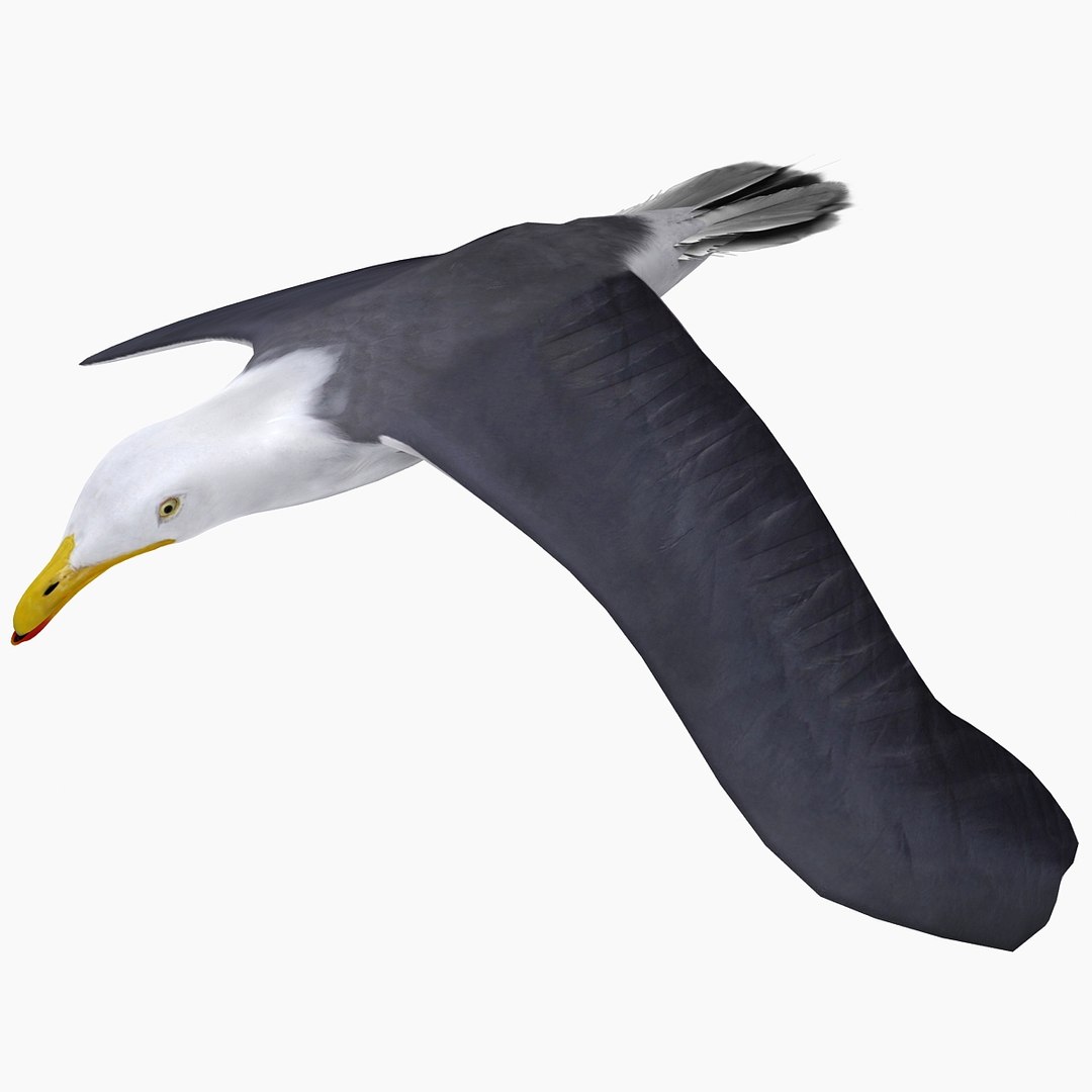 3d model flying gull 1 rigged