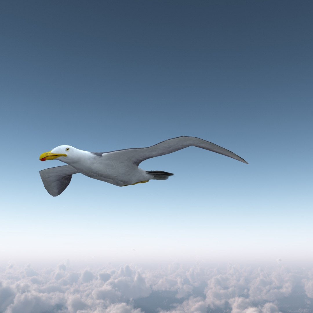 3d model flying gull 1 rigged