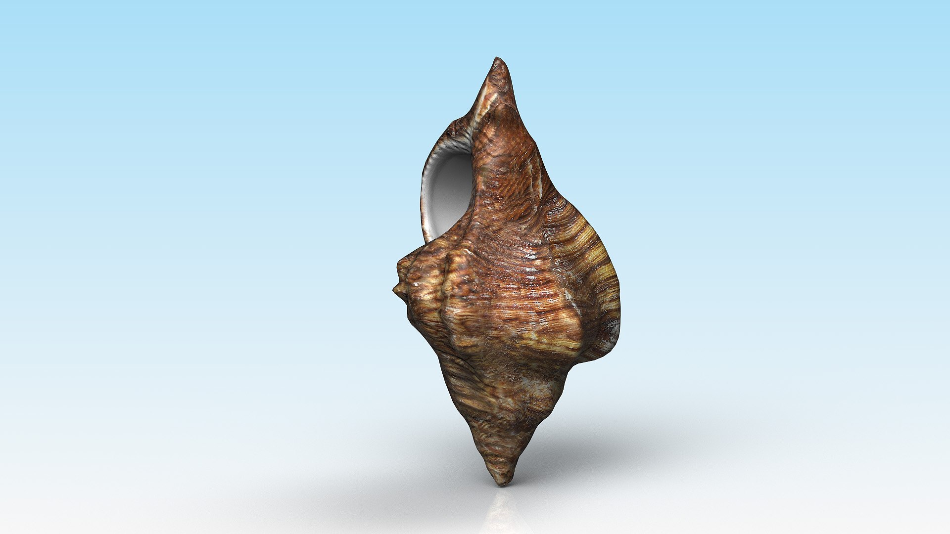 3D seashell sea shell - TurboSquid 1575671