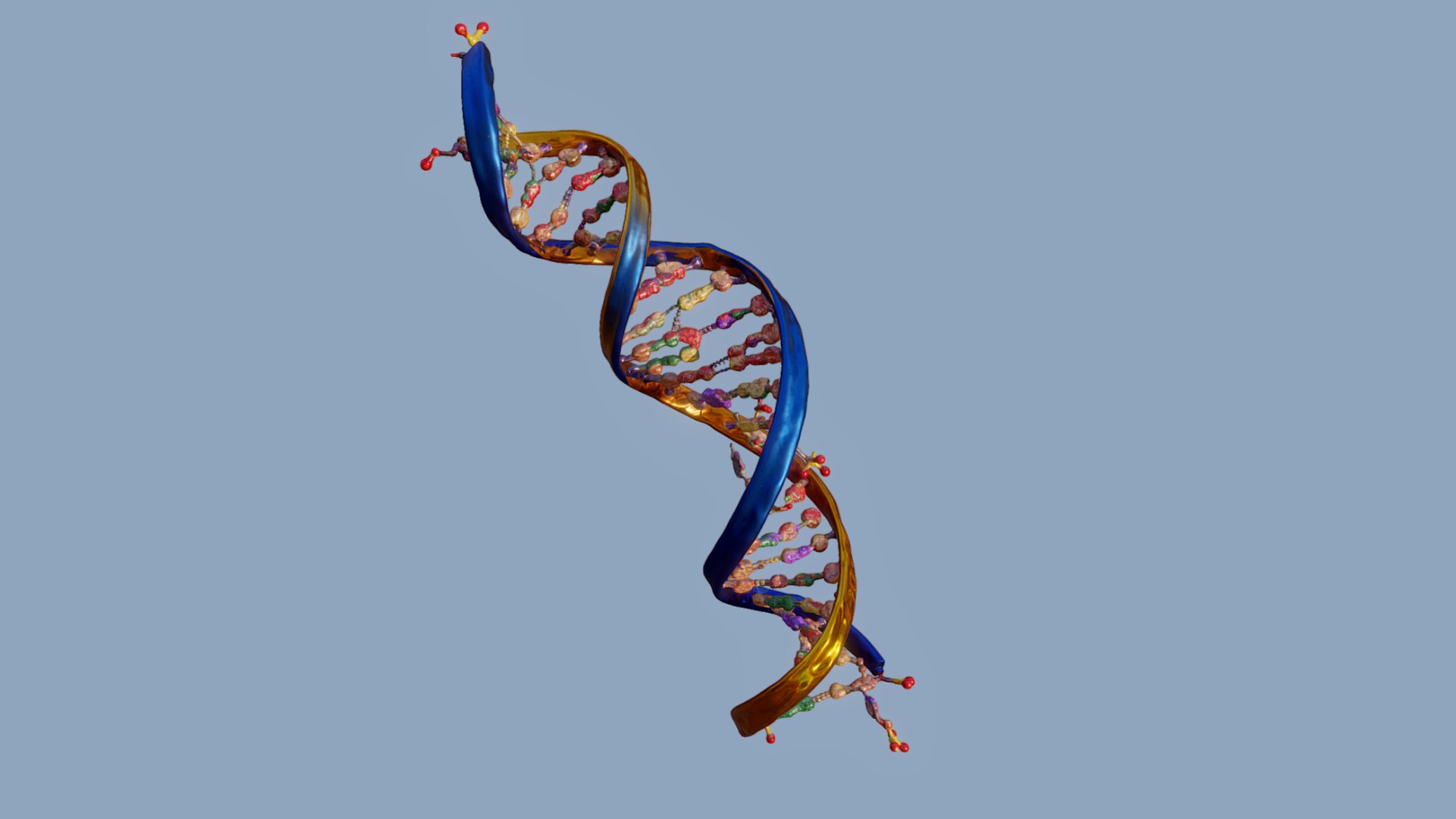 3D Model DNA 3D Model - TurboSquid 2576348
