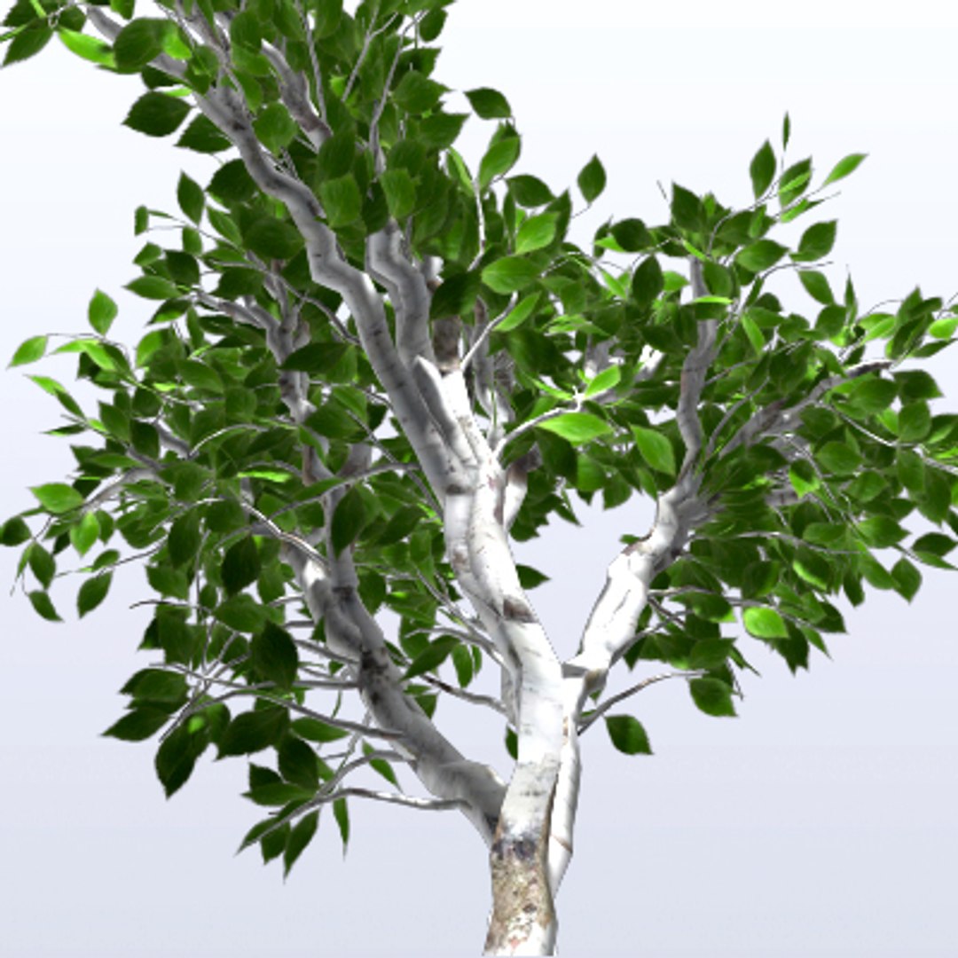 3d birch tree