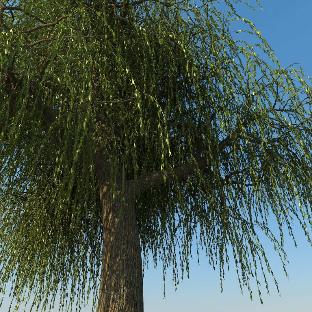 willow tree 3d model