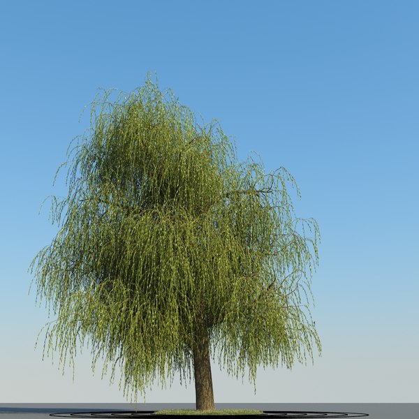 willow tree 3d model