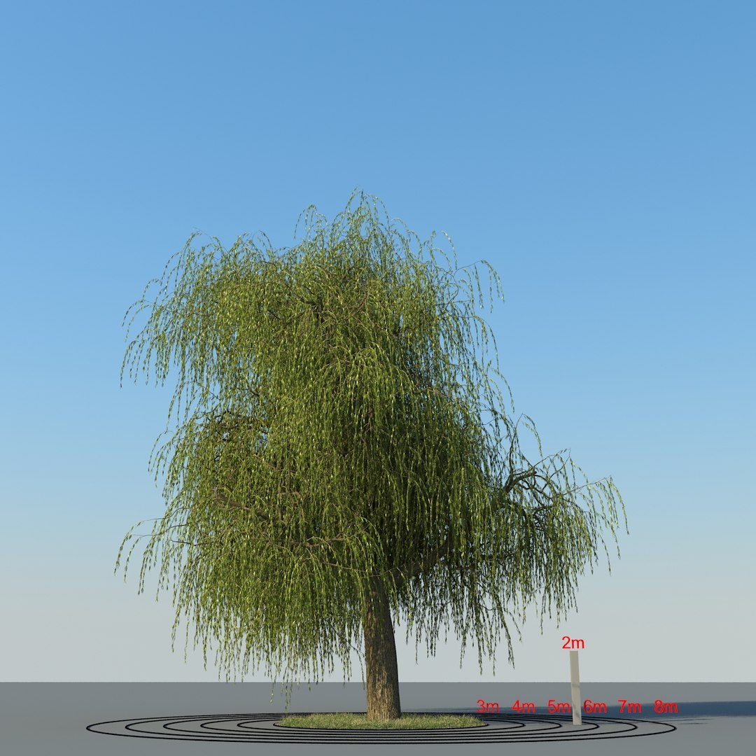 Willow Tree 3d Model