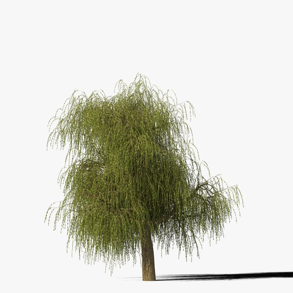 willow tree 3d model