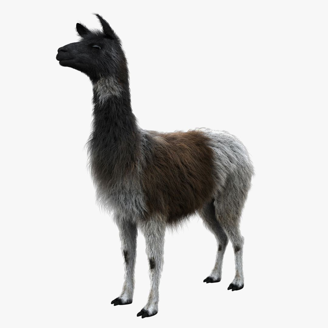 3d Model Llama Fur