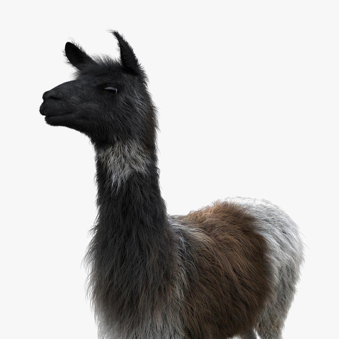 3d Model Llama Fur