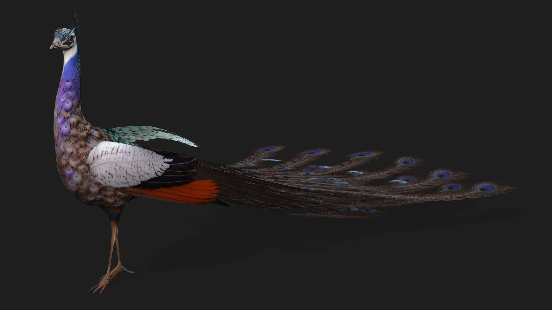 3D Model Peacock-V2E - TurboSquid 2428554