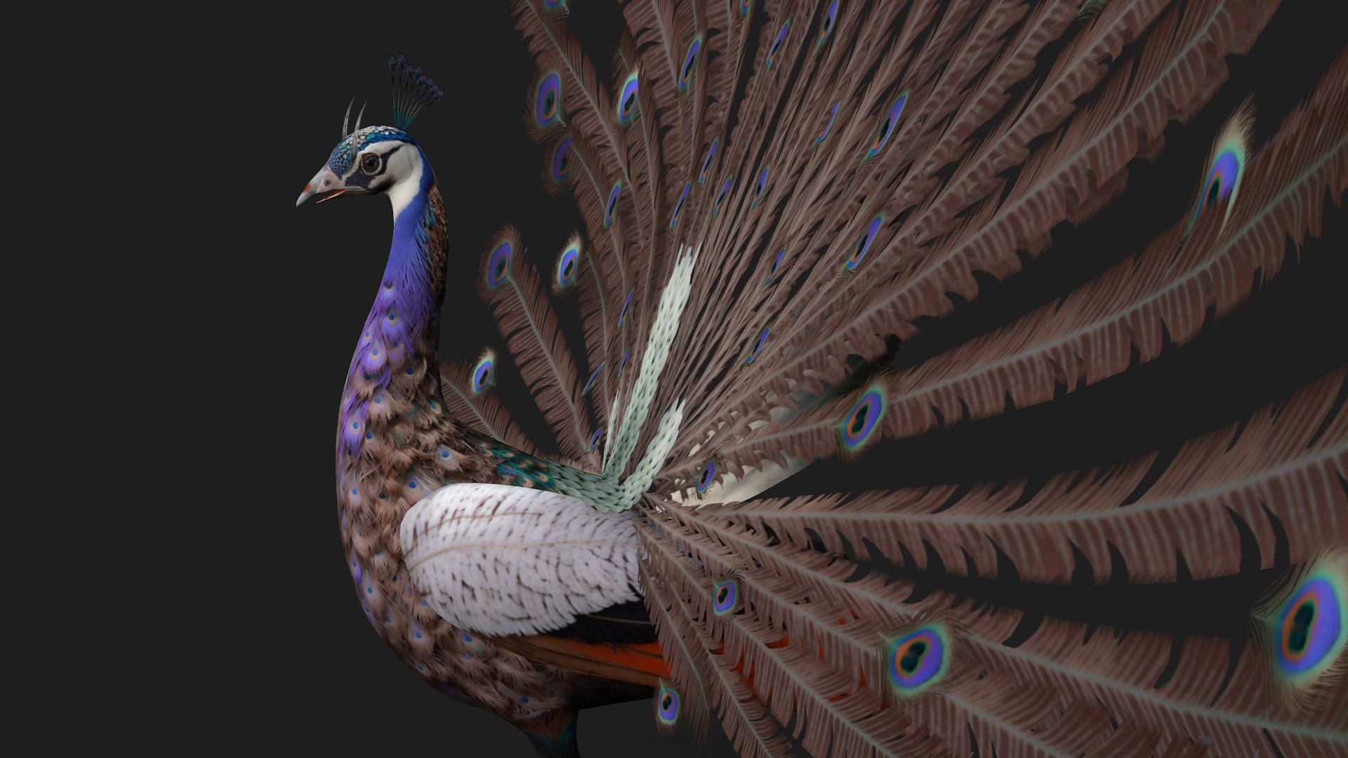 3D Model Peacock-V2E - TurboSquid 2428554