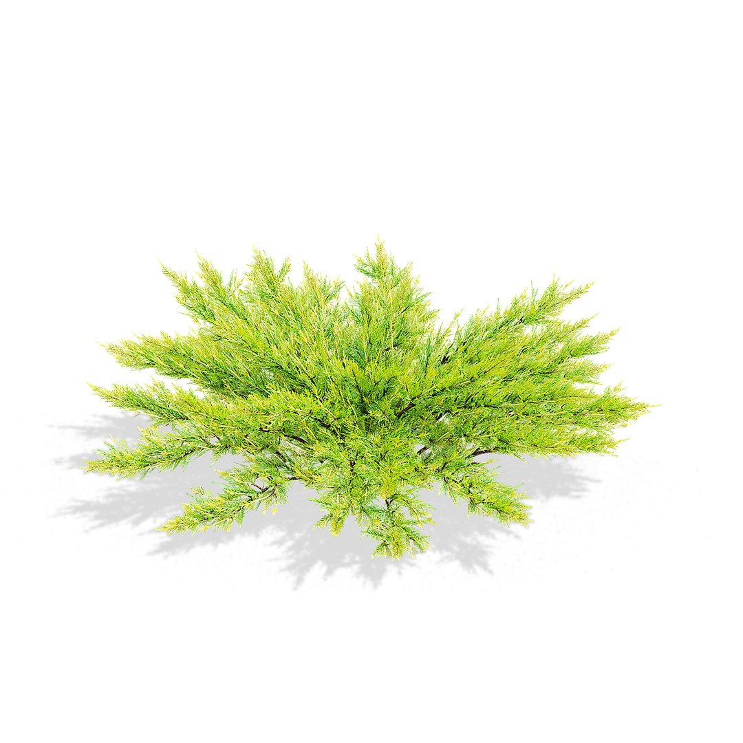 3D model Juniperus horizontalis lime glow - TurboSquid 2060248