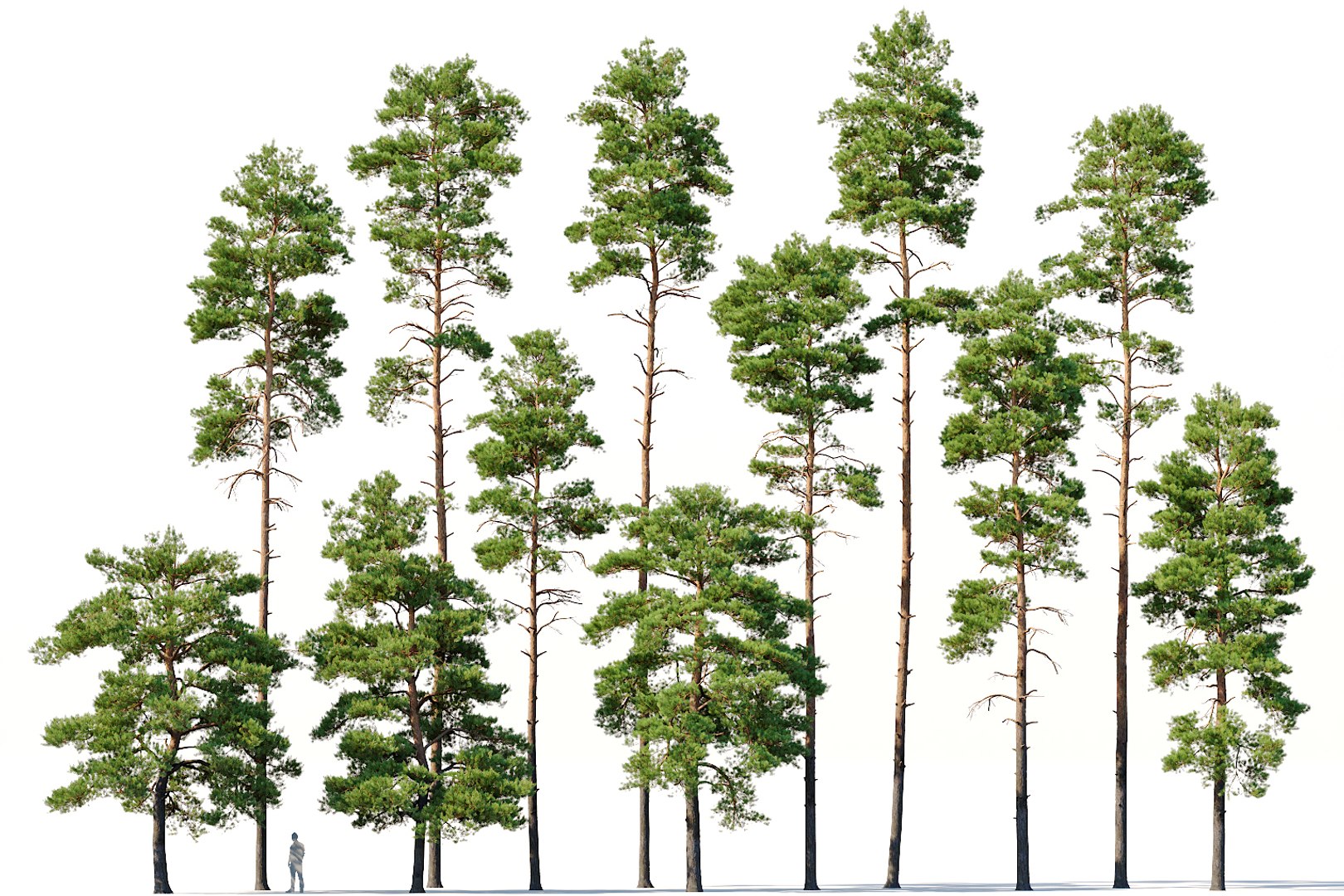 3D Mega 12 Pines Model - TurboSquid 1418542