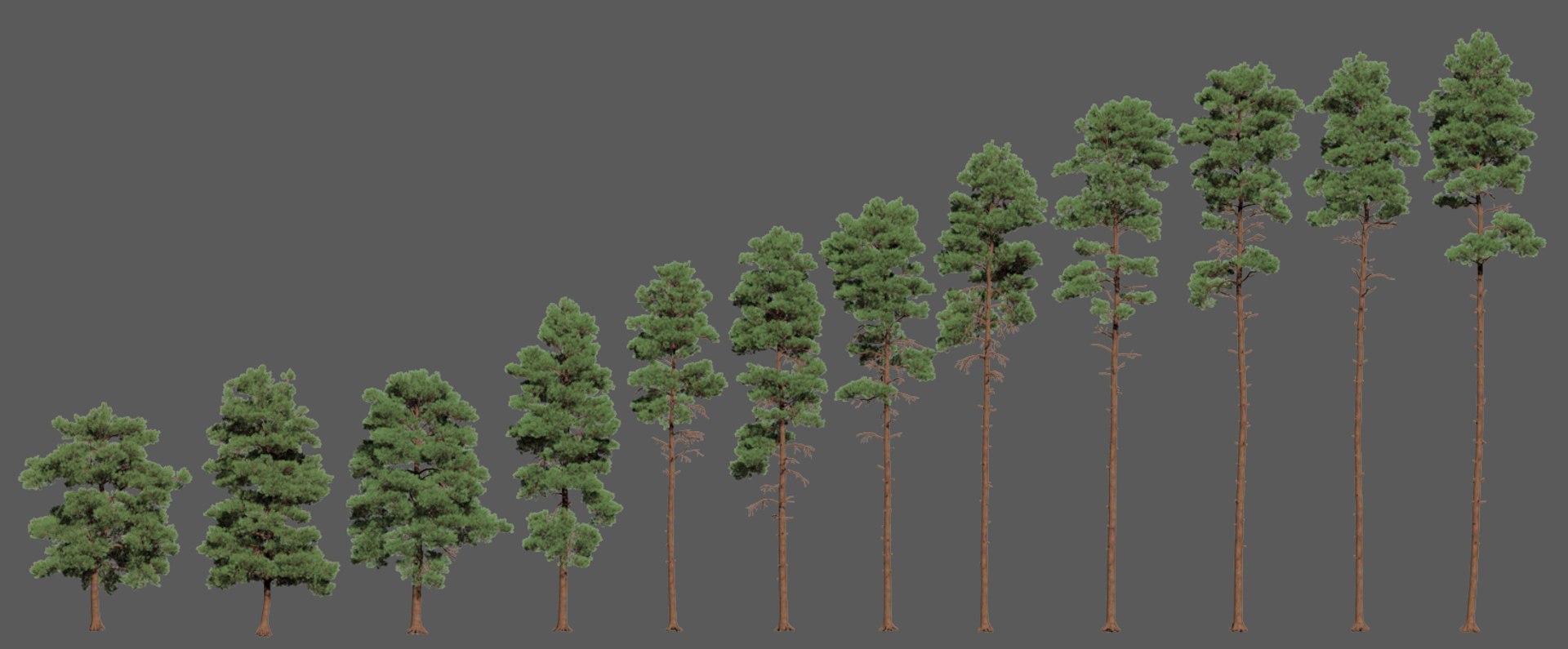 3D Mega 12 Pines Model - TurboSquid 1418542