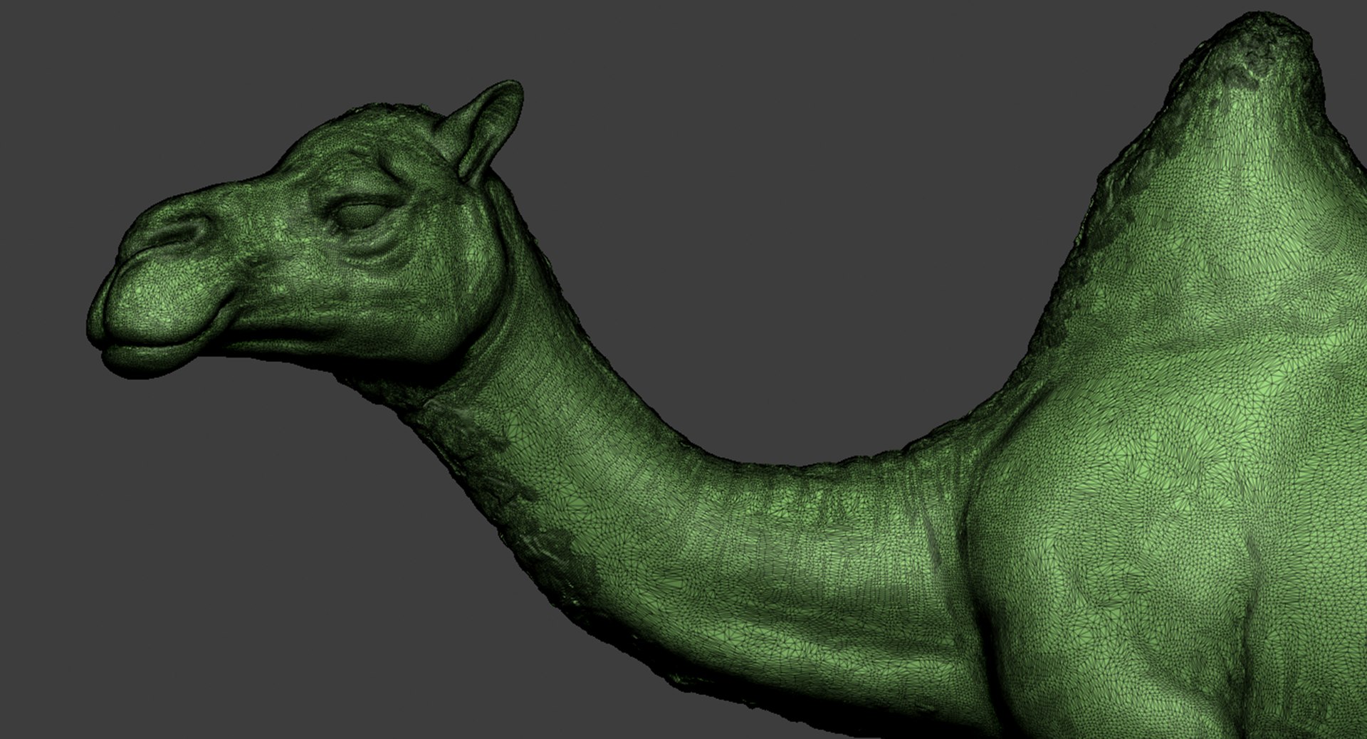 Camel 3D Model - TurboSquid 1940077