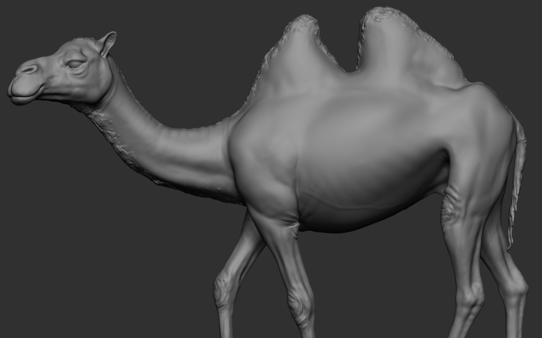 Camel 3D Model - TurboSquid 1940077