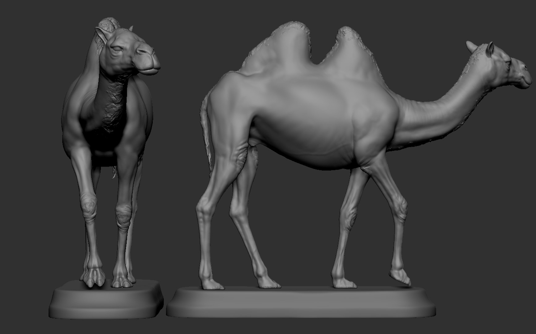 Camel 3D Model - TurboSquid 1940077