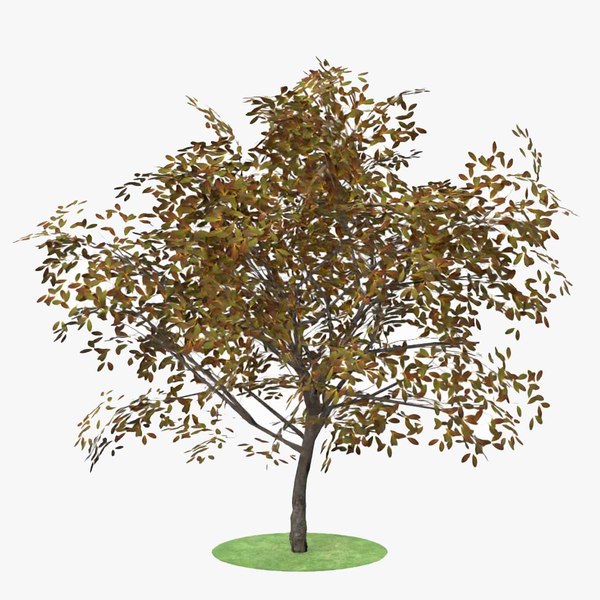 3D arbutus autumn - TurboSquid 1622172