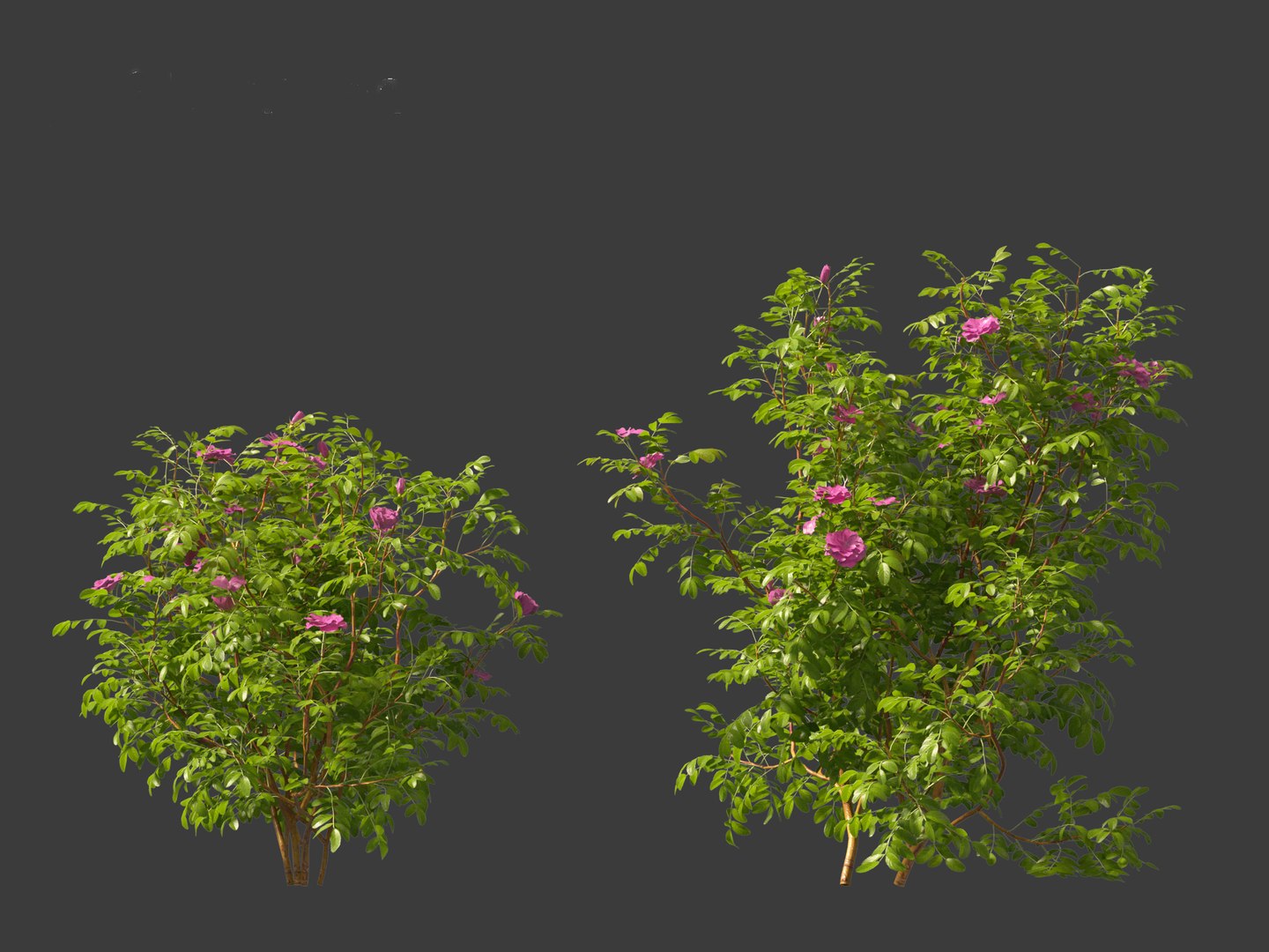 3D Rosa Rugosa - Rugosa Rose - TurboSquid 2138078