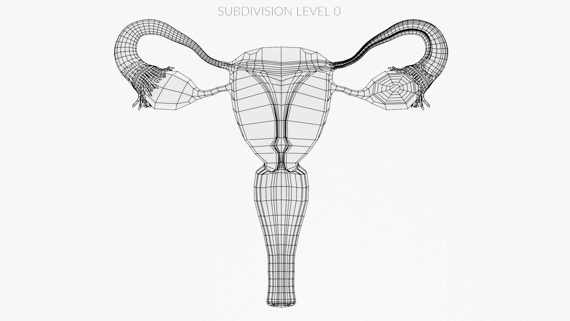 3D Female Repruductive System Section - TurboSquid 1775990